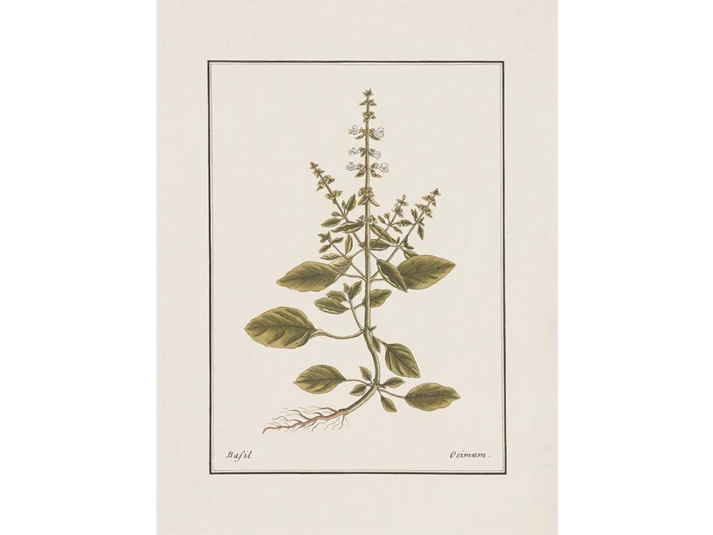 Basil - Trove Prints