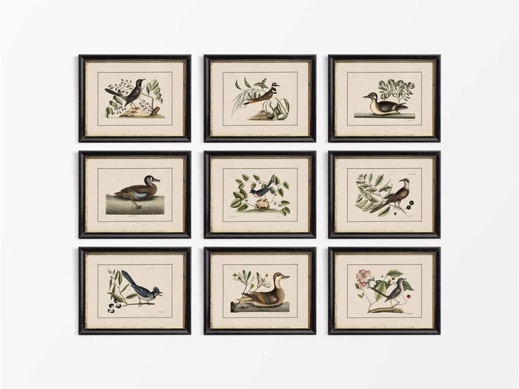 Birds (Set of Nine) - Trove Prints