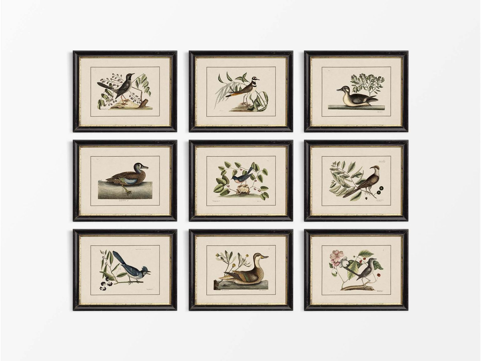 Birds (Set of Nine) - Trove Prints