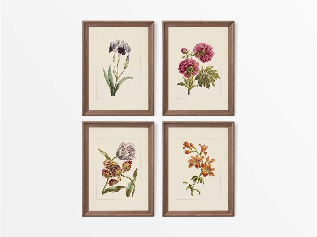 Botanical Drawings (Set of Four) - Trove Prints