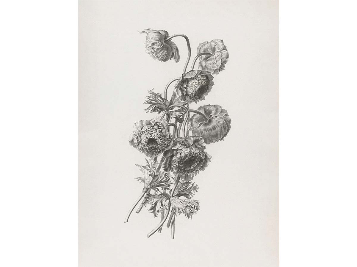 Botanical Sketch VIII - Trove Prints