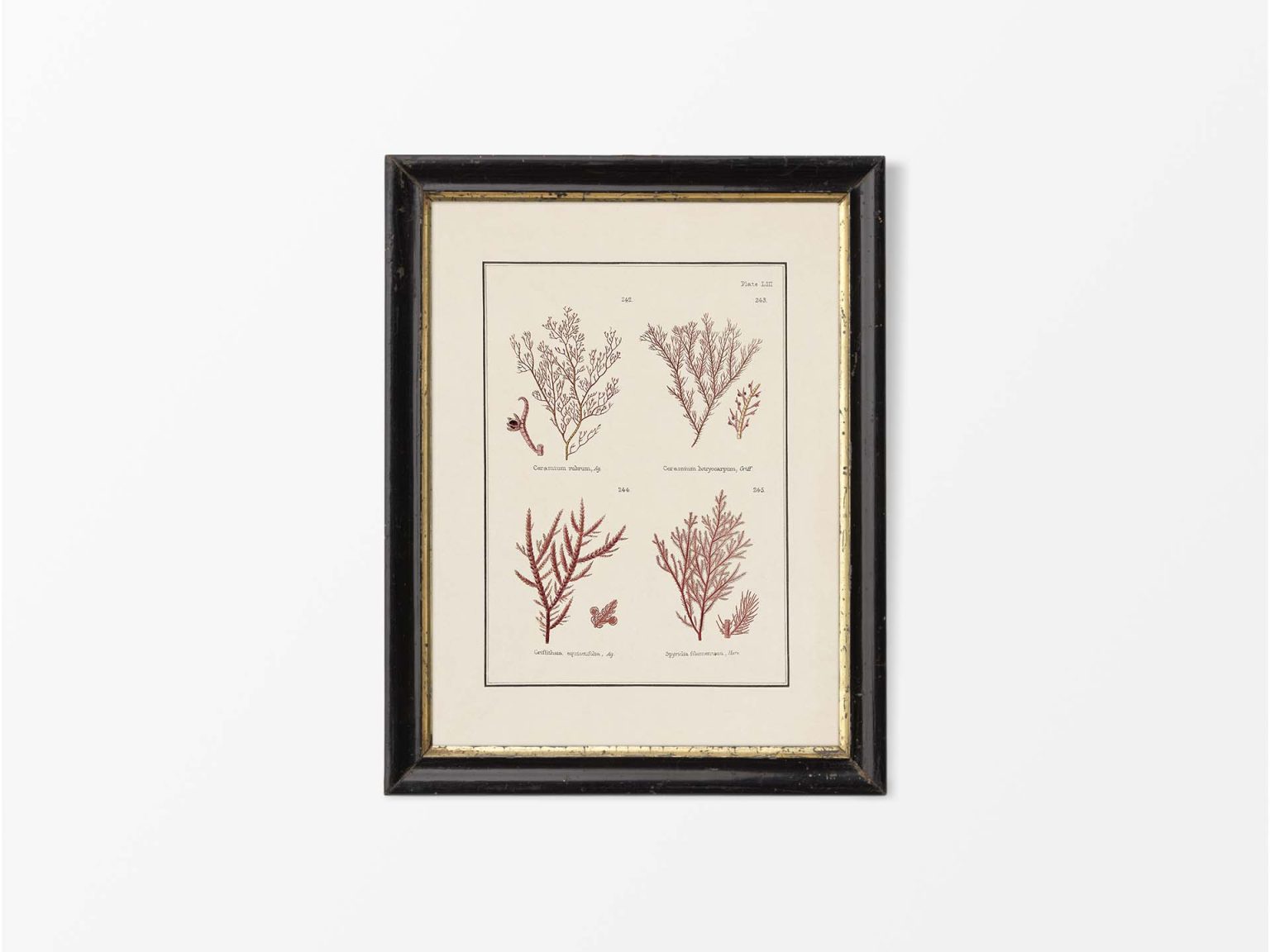 All Prints - Trove Prints