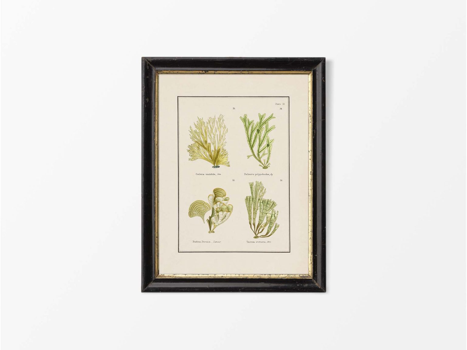 All Prints - Trove Prints