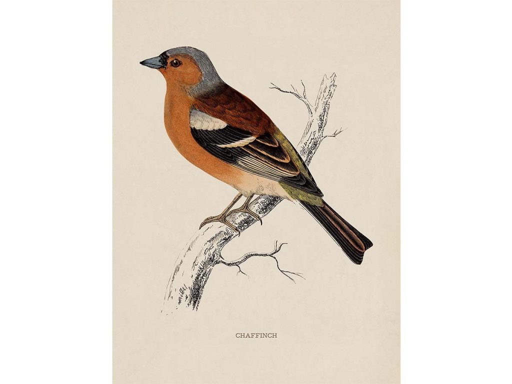 Chaffinch - Trove Prints