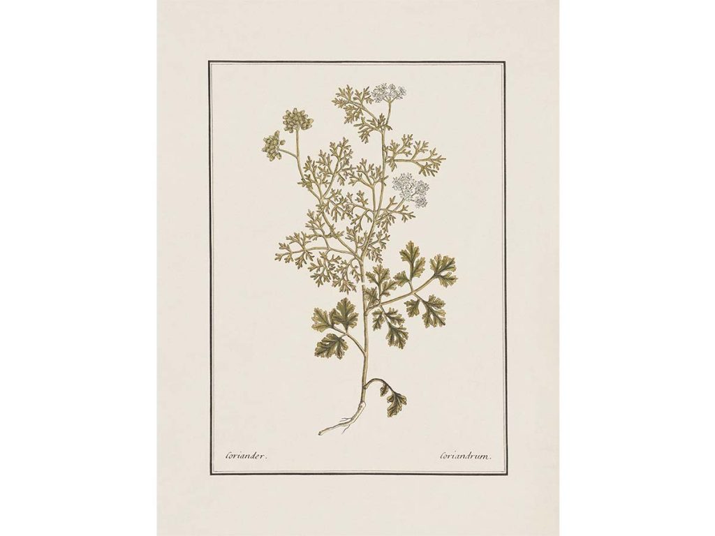 Botanical - Trove Prints