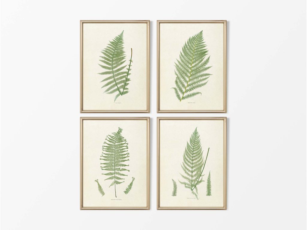 Ferns (Set of Four) - Trove Prints