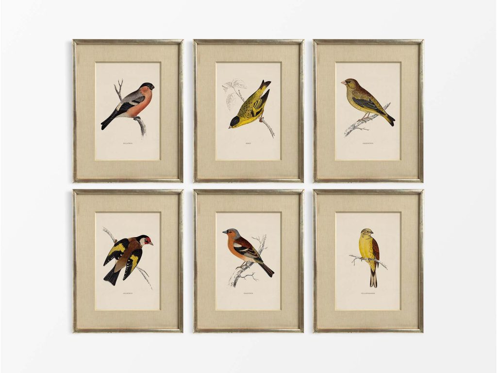 Finches & Buntings (Set of Six) - Trove Prints