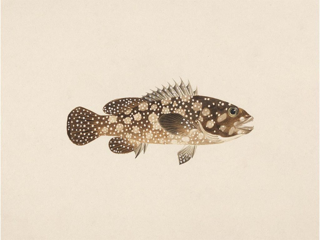 Lovingly restored vintage art - Trove Prints