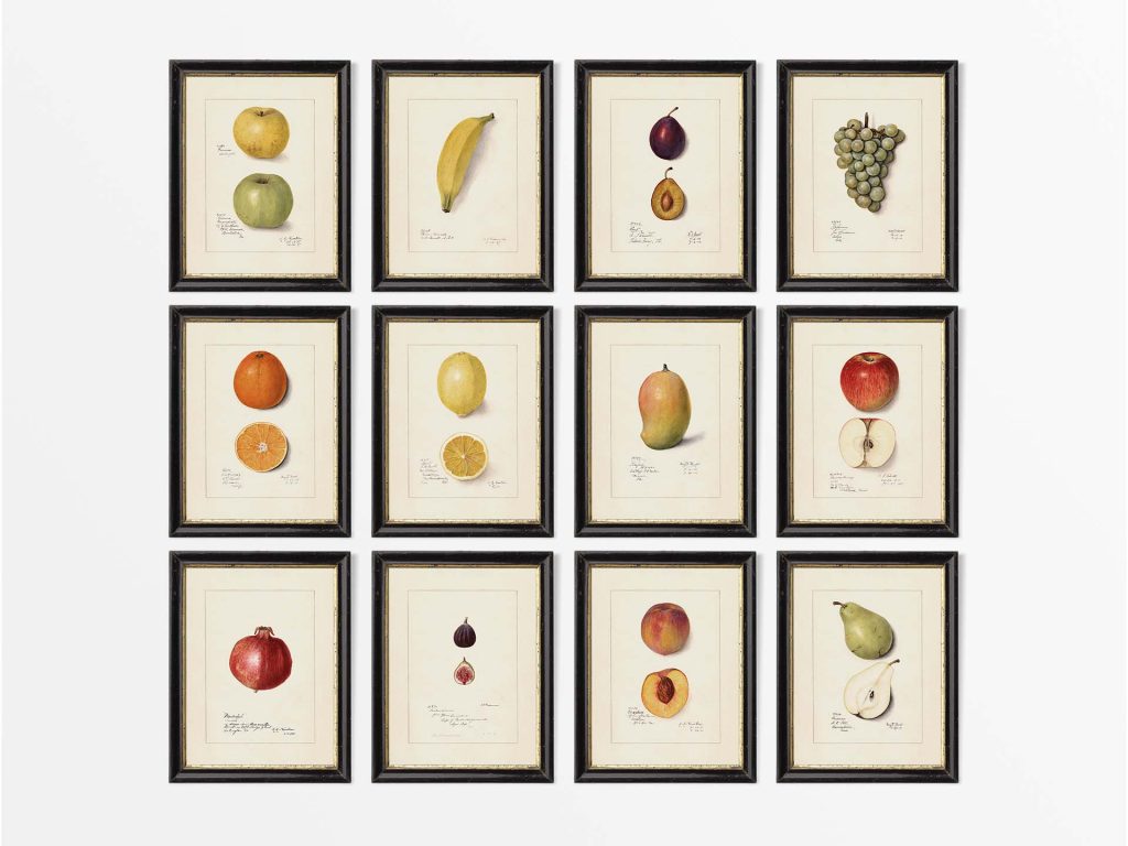 Fruit (Set of Twelve) - Trove Prints