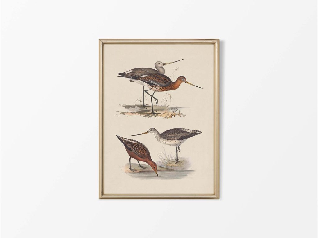 Wading Birds (Set of Eight) - Trove Prints