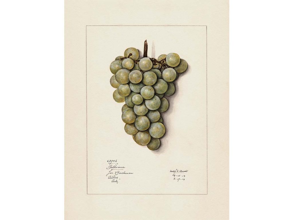 Green Grapes - Trove Prints