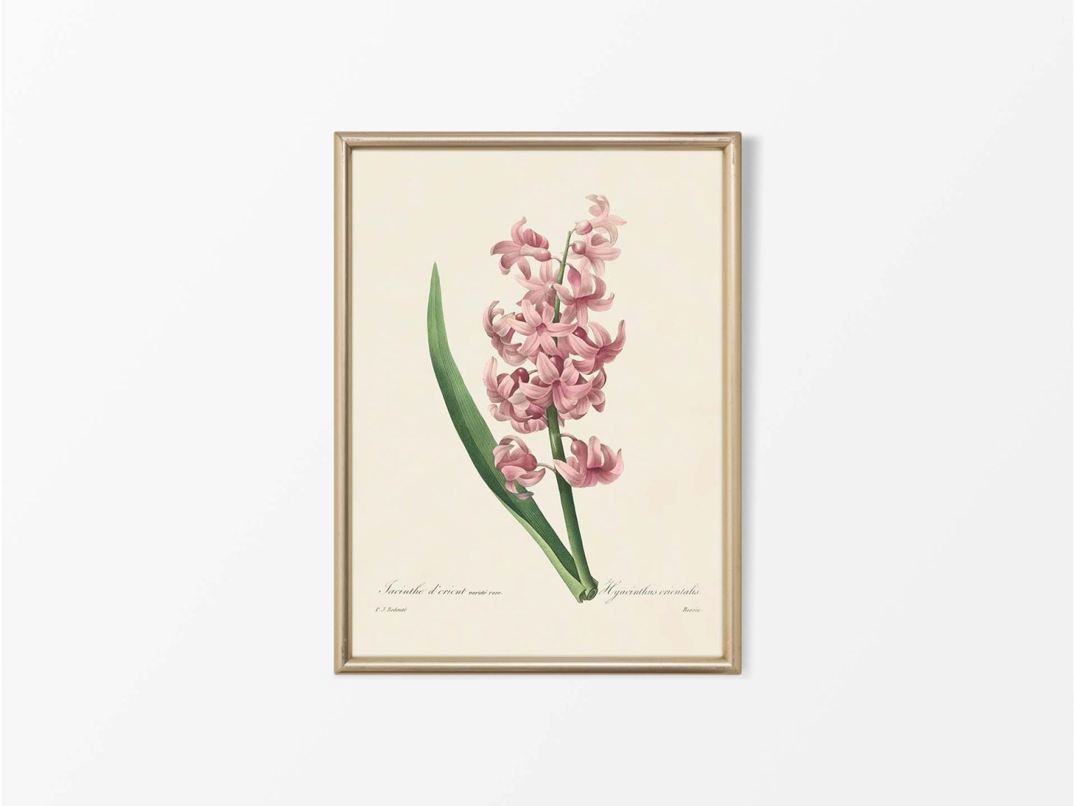 Hyacinth - Trove Prints