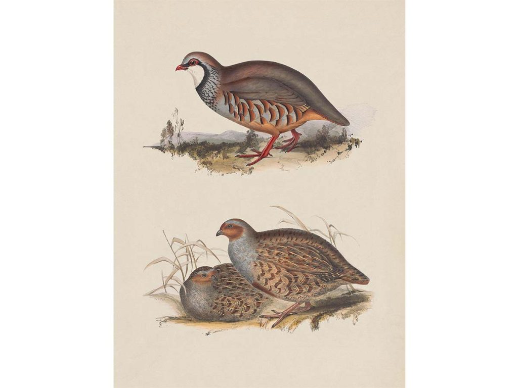 Partridges - Trove Prints