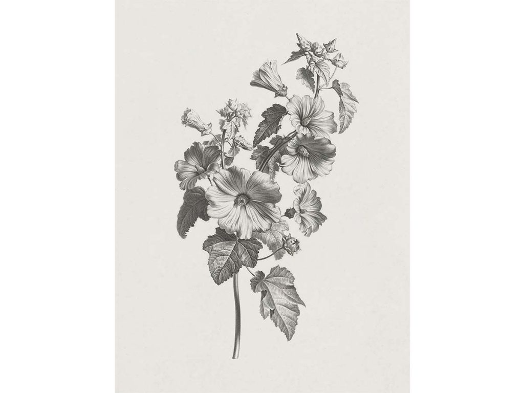 Botanical - Trove Prints