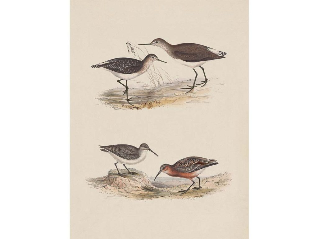 Sandpipers II - Trove Prints