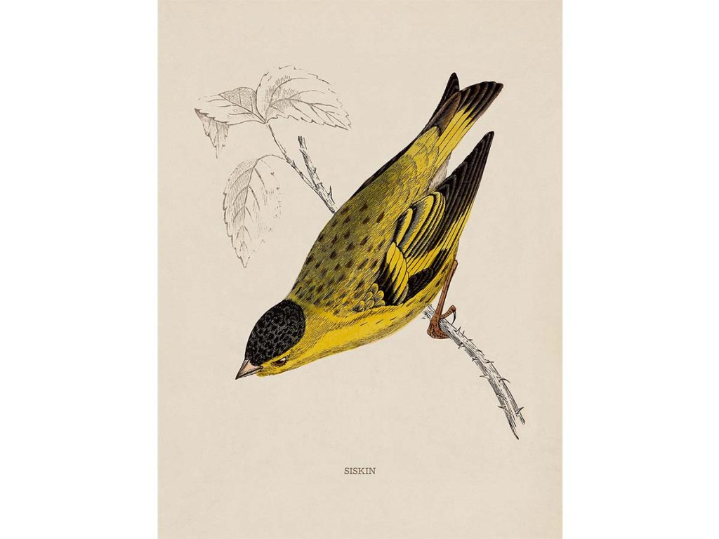 Siskin - Trove Prints
