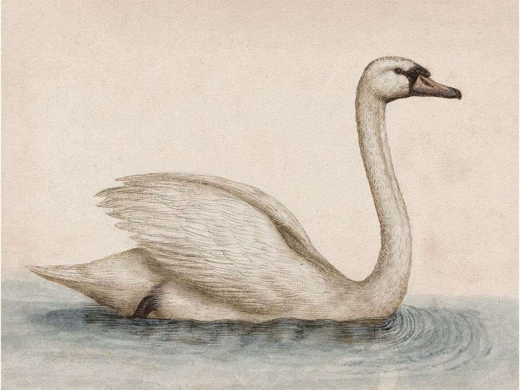 Swan - Trove Prints