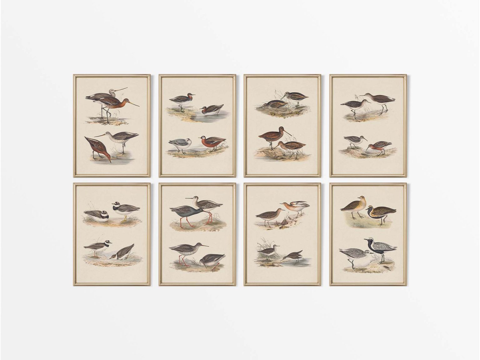 Wading Birds (Set of Eight) - Trove Prints
