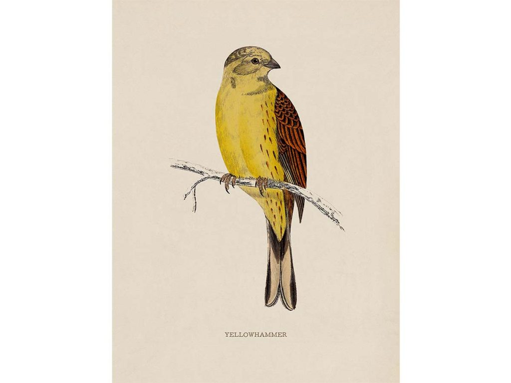 Yellowhammer - Trove Prints