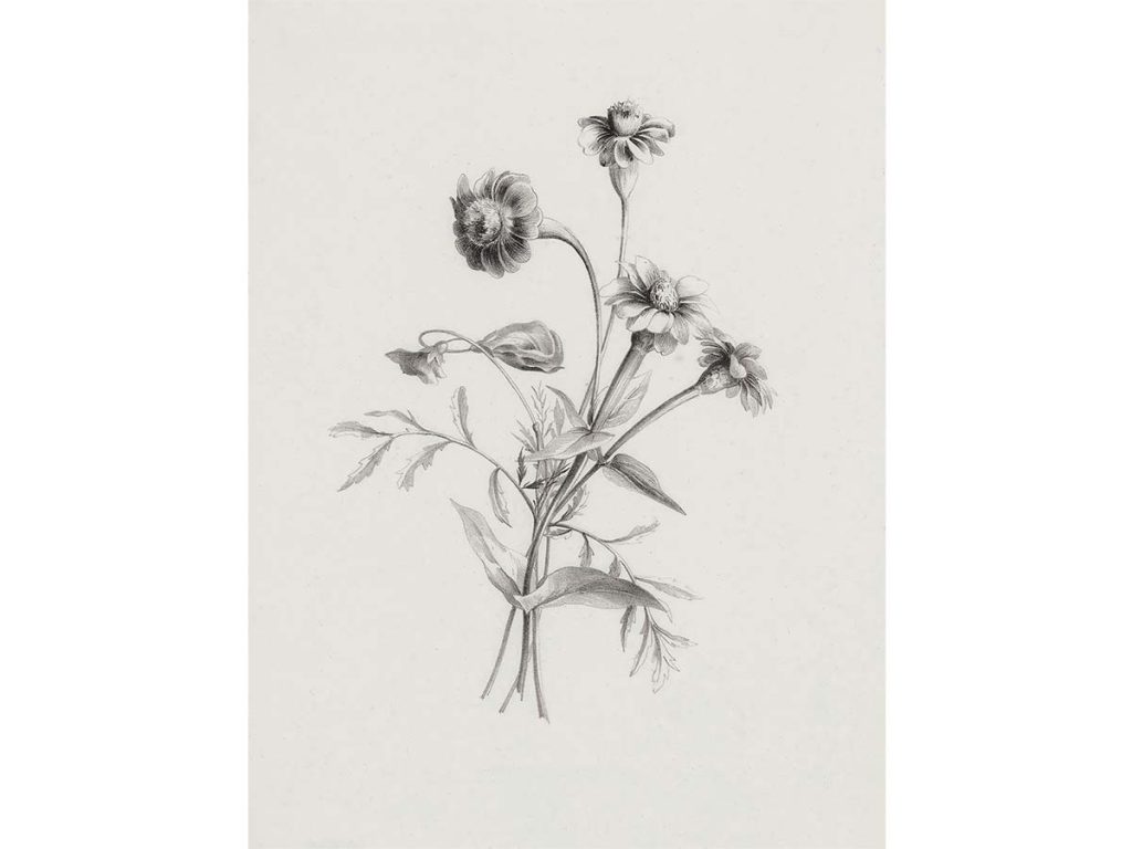 Botanical - Trove Prints