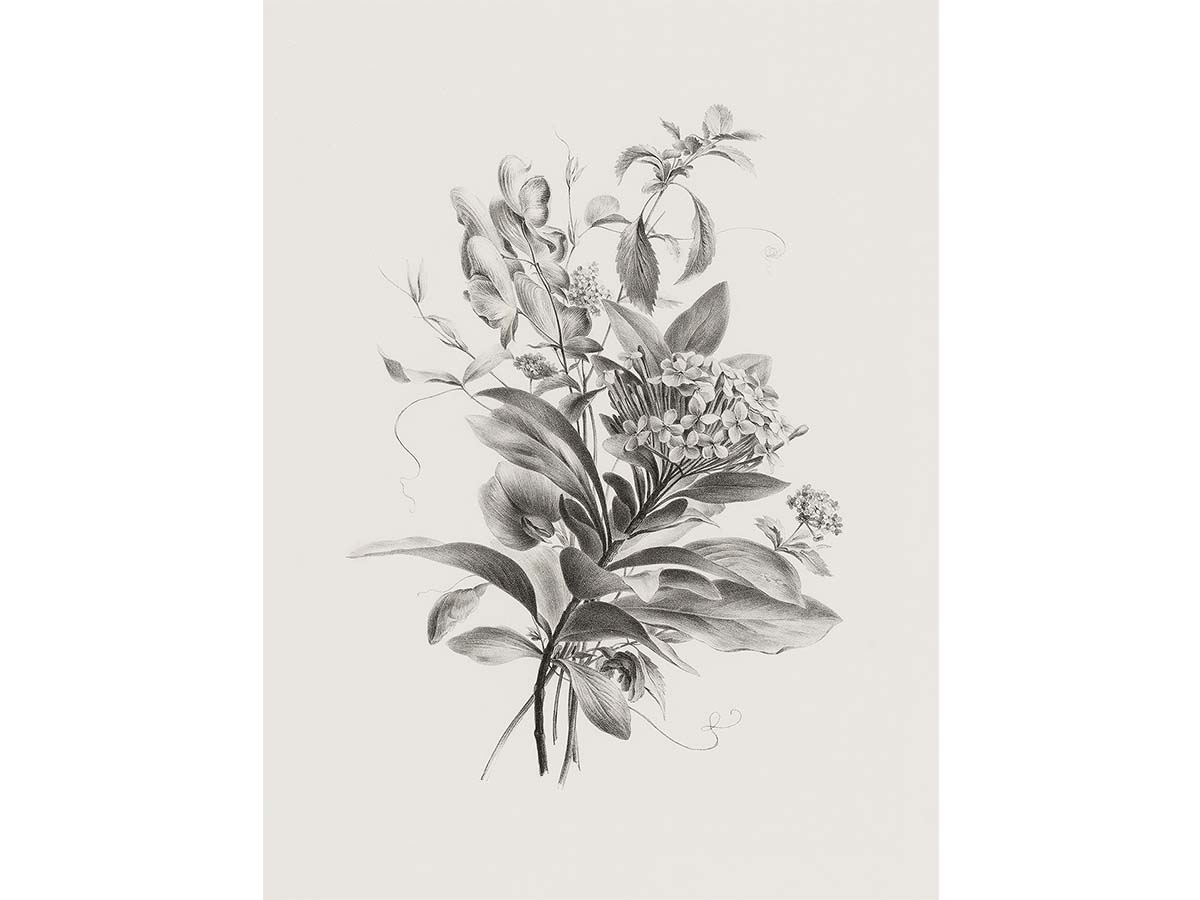 Botanical Drawings II (Set of Two) - Trove Prints