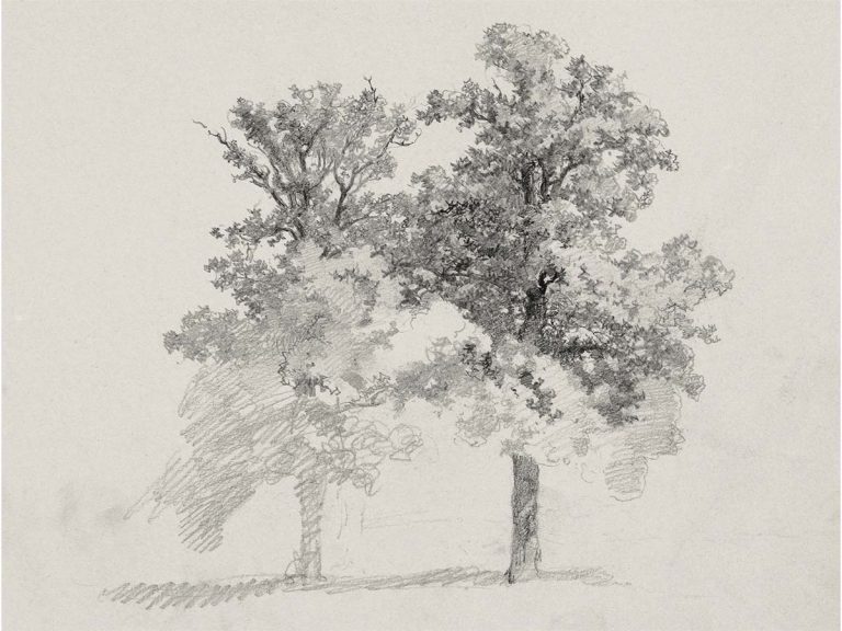 Botanical Sketch - Trove Prints